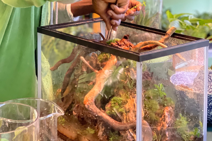 Boggy Terrariums with COSM – London Terrariums