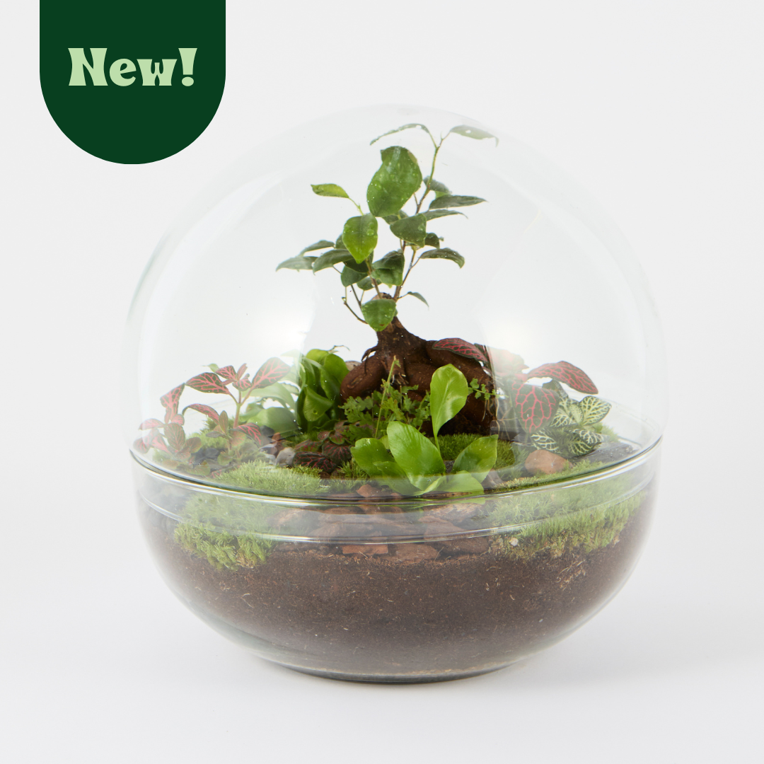 Large Orb – London Terrariums