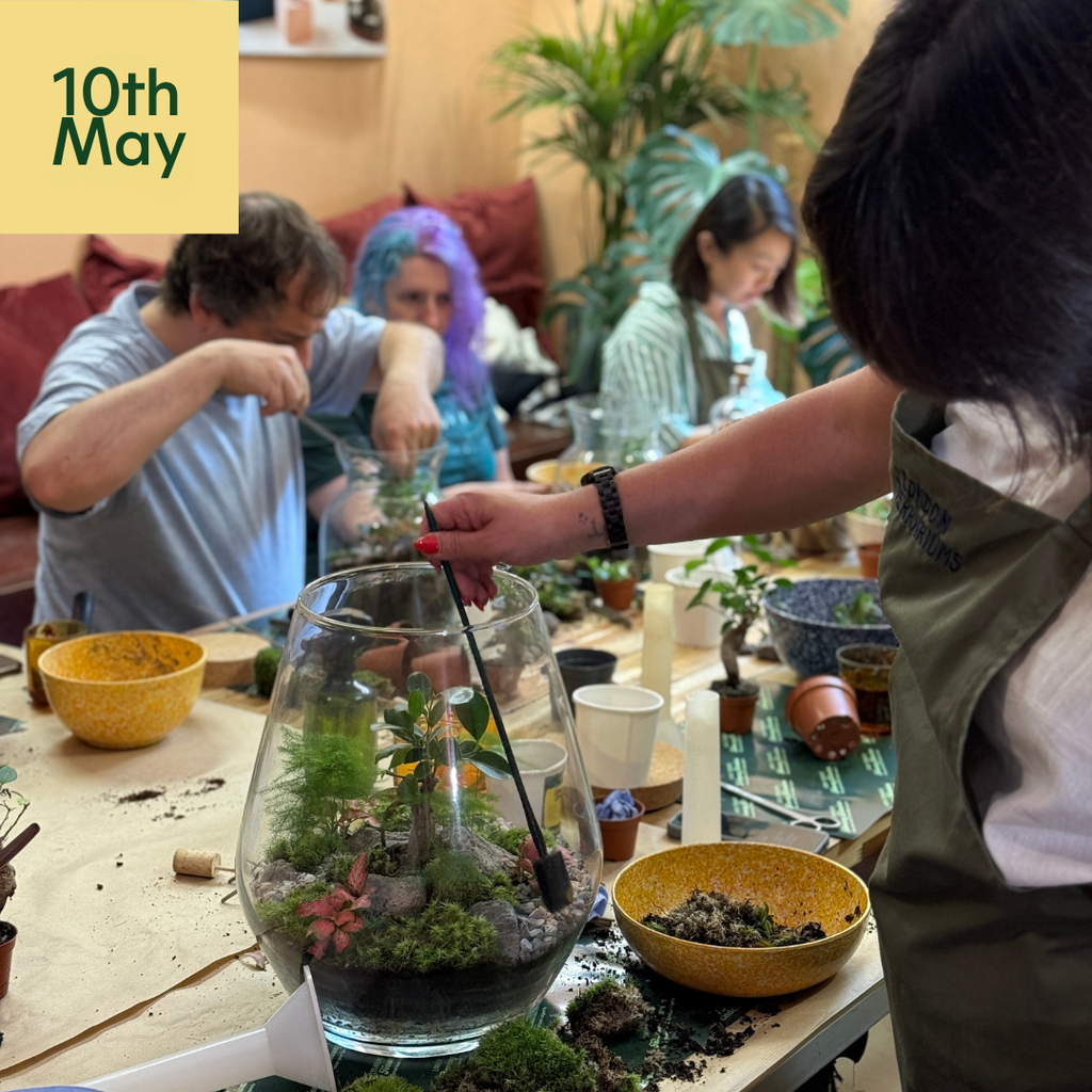 Terrarium Workshops & Events – London Terrariums