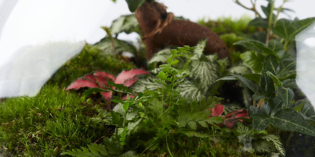 London Terrariums | Your Local Terrarium Experts