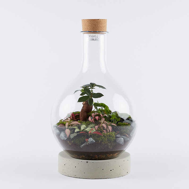 Large Boiling Flask Terrarium – London Terrariums