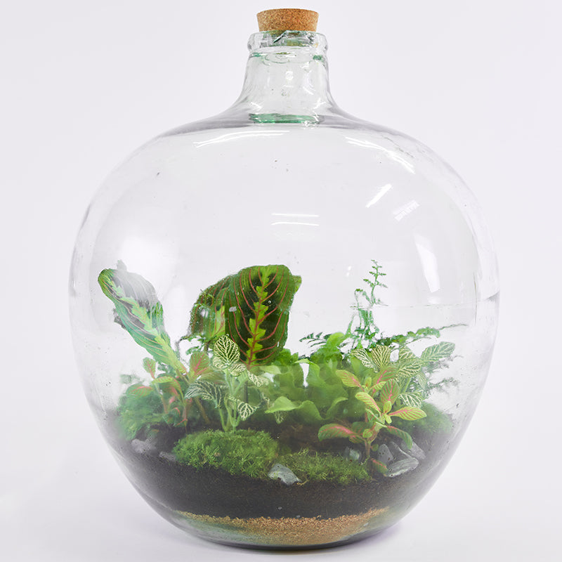 Antique Glass Carboy Terrarium – London Terrariums